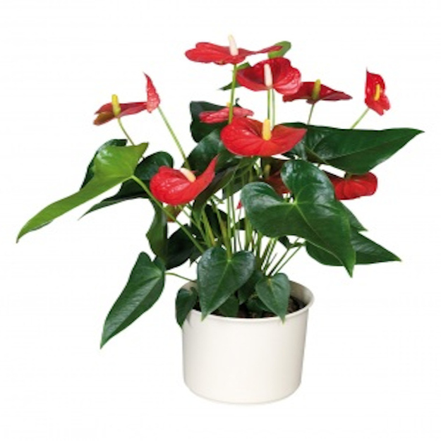 ANTHURIUM MADURAL