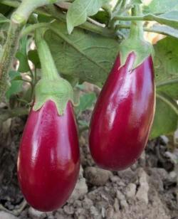 Solanum melongena red