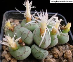 Conophytum ficiforme - 10 semenki