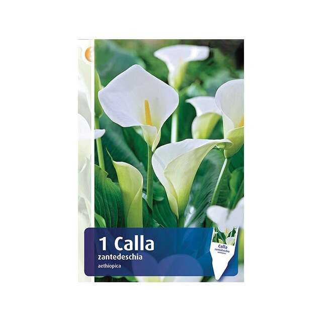 Cvetna lukovica Calla - Zantedeschia Aethiopica White 1/1