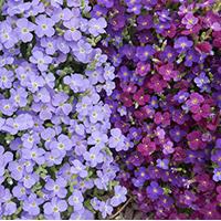 Seme za cveće Aubrieta - Aubrecija mix - 10 kesica Virimax Franchi Sementi