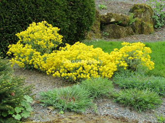 Cveće Planičak žuti - seme 5 kesica Franchi Sementi Virimax