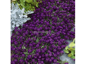 Cveće Medeni Cvet ljubičasti - seme 10 kesica Franchi Sementi Virimax
