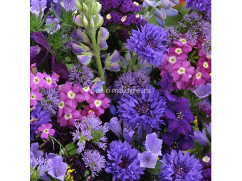 Letnje Plavo Cveće mešavina 10 kesica semena Franchi Sementi Virimax
