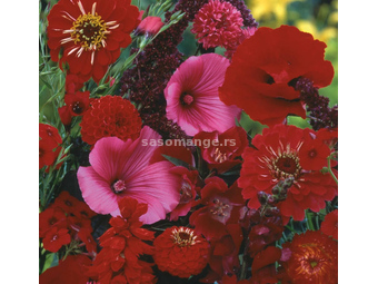 Letnje Crveno Cveće mešavina - seme 10 kesica Franchi Sementi Virimax