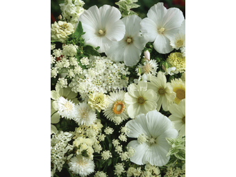 Letnje Belo Cveće mešavina 5 kesica semena Franchi Sementi Virimax