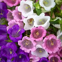 Seme 5 kesica za cveće Zvončići Franchi Sementi Virimax