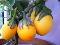 Solanum melongena (20 semenki) Ukrasno jaje Golden Egg