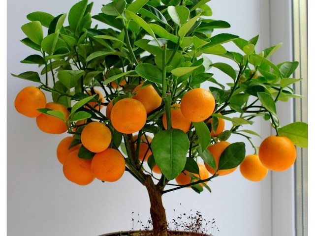 Narandza primorska (seme)