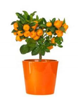 Narandza (seme)