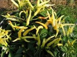 Chilli Elephant's Trunk Yellow (25 semenki) sa aromom limuna, višegodišnji