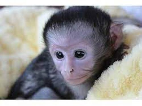 Prelepi ljupki majmuni, obučeni kod kuće,