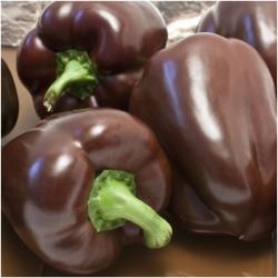 Paprika Čokoladna babura (30 semenki) Chocolate Beauty