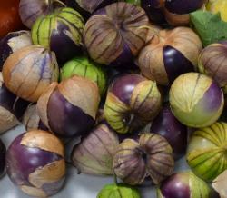 Tomatillo Purple - Physalis Ixocarpa (100 semenki)