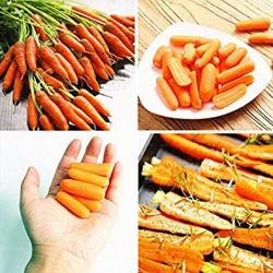 Mini šargarepa (500 semenki) Carrot little finger