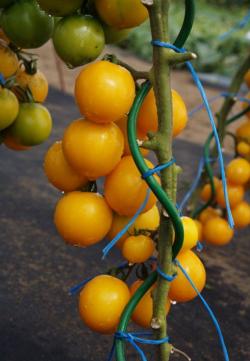 Paradajz žuti - yellow Romus (200 semenki)