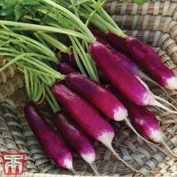 Rotkva French Breakfast Felicia Purple (50 semenki) Lilavi