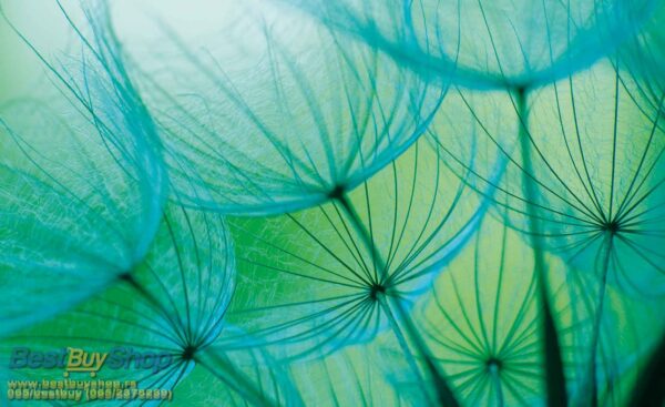 254×184 Abstraction (Dandelion turquoise) – Tirkiz maslačak – 3D fototapeta zidni mural foto tapeta