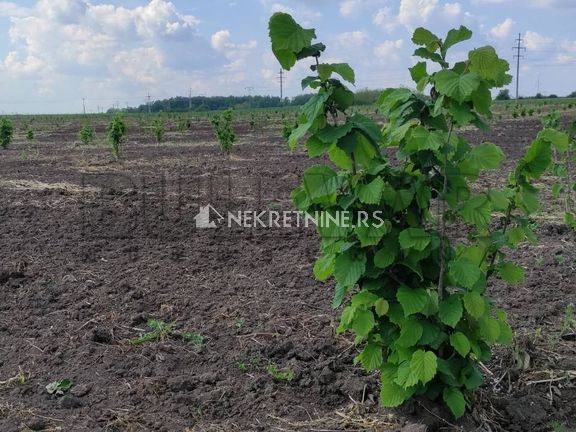 Plantaža lešnika na 5,12 ha u selu Cerovac kod Kragujevca
