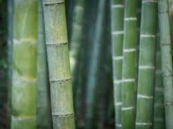 bambus zeleni visoki