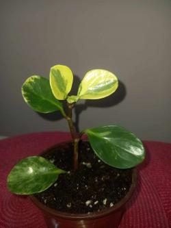 Peperomia Obtusifolia - variegata- manja