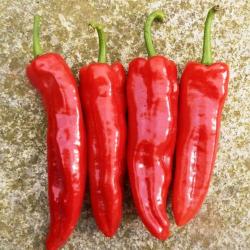 Chilli Pepper Rokita Red (50 semenki)