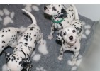 štenci dalmatinske