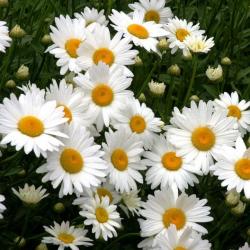 Margareta bela (3000 semenki) Chrysanthemum white