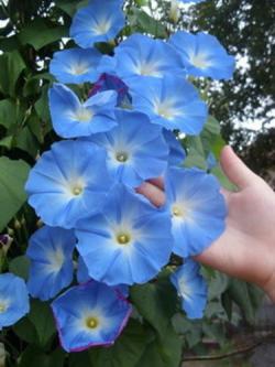 Ladolež Svetlo Plava (100 semenki) Morning glory Heavenly Blue