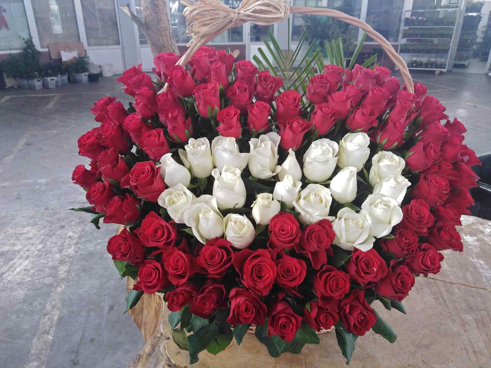 Korpa srce sa 101 belom i crvenom ružom 196