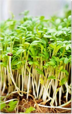 Seme Mikrobilja Kres Salata(organsko)-Berba 7-14 dana,Za ljubitelje zdravog i ljutog ukusa..