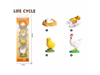 Životni ciklus kokoške set od 4 dela