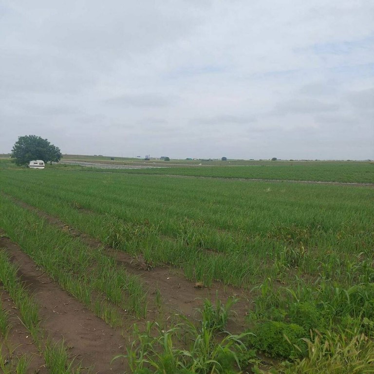Poljoprivredno zemljište odmah pored autoputa kod Kovilja.