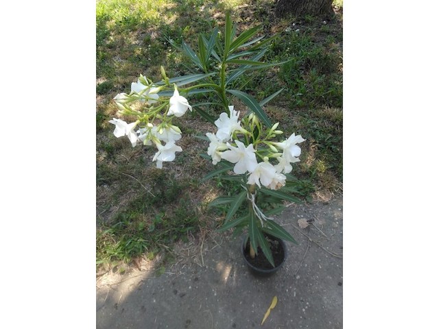 Oleander beli cvet - Nerium oleander