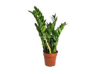 Zamioculcas zamiifolia 35cm