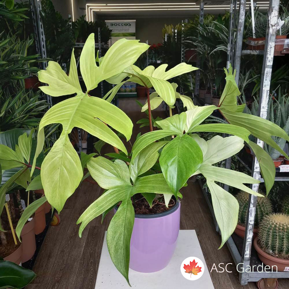 Philodendron Florida Ghost 70 cm
