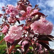 japanska trešnja roze gustog cveta