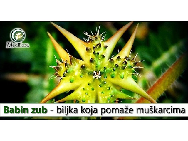 BABIN ZUB ( Tribulus terrestris ) 50 gr. susene biljke