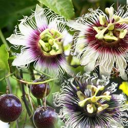 Marikuja (Passiflora edulis)-Ukusna,zdrava i dekorativna.