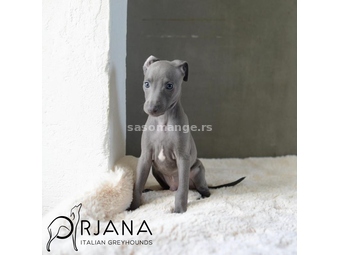 Mali italijanski hrt, štenci plave boje na prodaju - ORJANA GALAXY uzgaivačnica