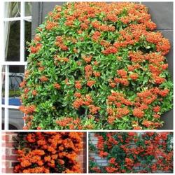 Pirokanta orange(vatreni grm)-Zbun,ograda,leti i zimi dekoracija(zardininjeri ili vrtu)