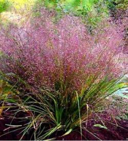 Eragrostis spectabilis Purple Love Grass, ukrasna trava