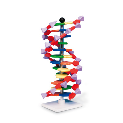 Ljudski model – Mini DNA , 12 segmenata