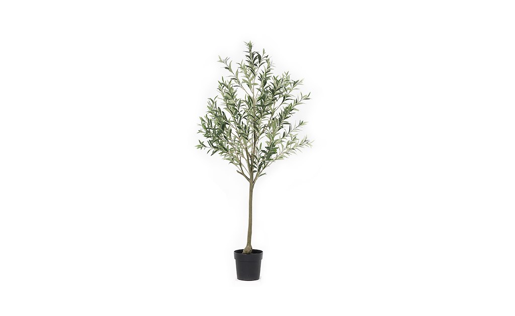 Biljka u saksiji Olive tree 166 cm