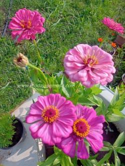 Cinija Roze@Pink-Veoma krupnih cvetova(12-15cm)...