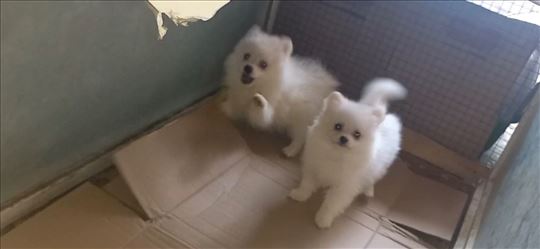 Pomeranski špic , štene bele boje dve zenke
