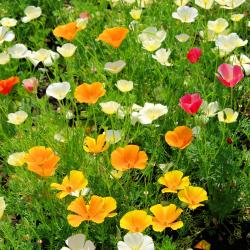 Kaliforniski Mak mix-Bujno cvetanje,i Lek protiv nesanice
