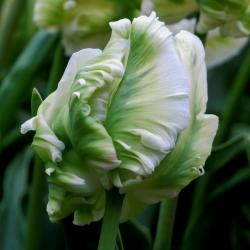 Lala Papagaj(tulipan)-Belo-zeleni kovrdzavi cvet..