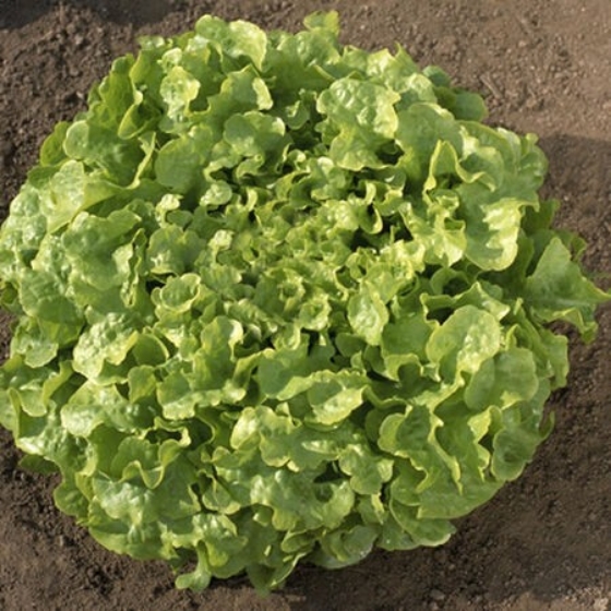 Salata “ Hrastov List „