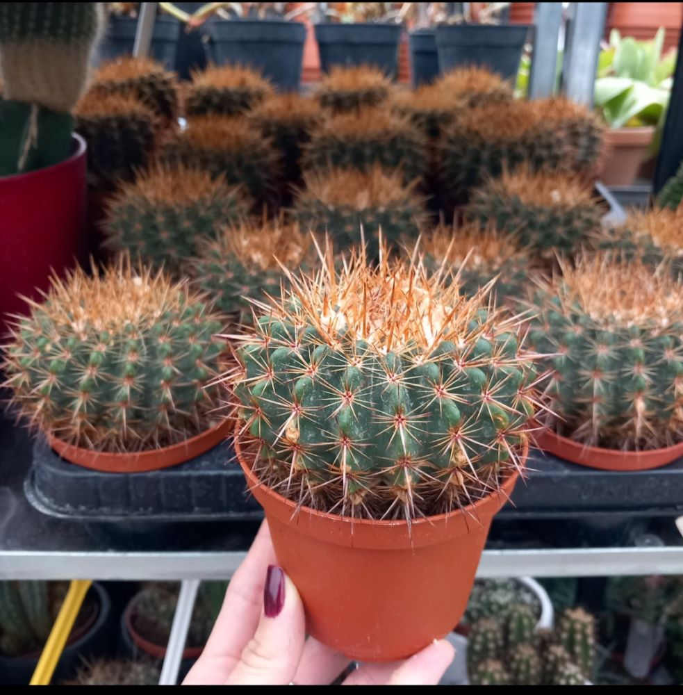Cactus abloom 13 cm